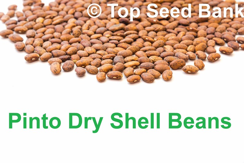 15 Pinto Shell Bean Seeds Speckled Bean Beans Free GIFT - Etsy