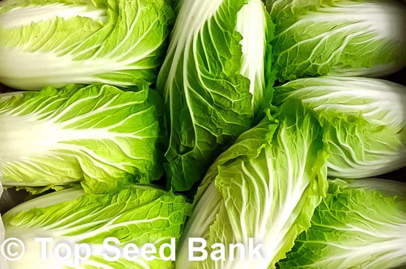 Más de 150 semillas de repollo chino 70 días repollo Hilton | Etsy