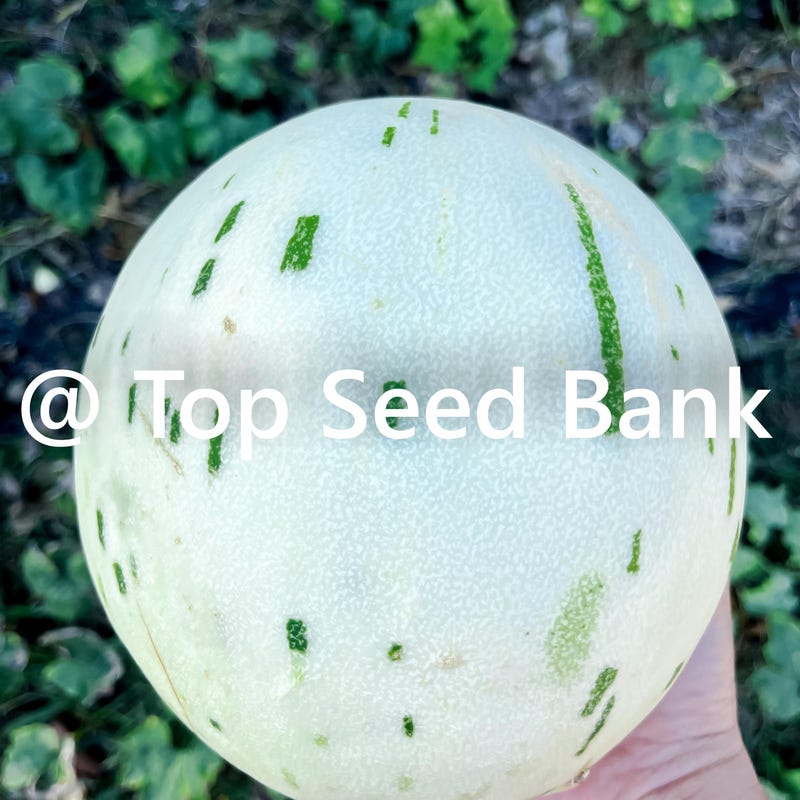 Snow Leopard Melon Seeds - Etsy