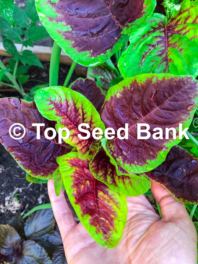 150 Yin Choi Seeds Chinese Multicolor Spinach Red Beauty - Etsy