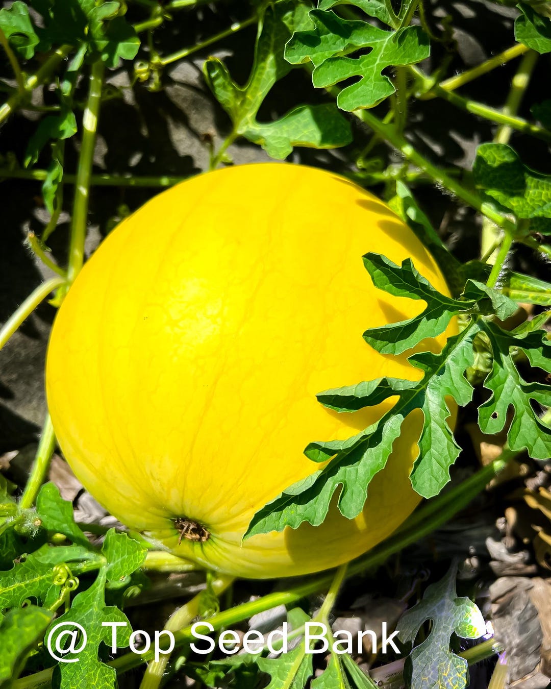5+ Lemon Drop Watermelon Seeds, Rare Golden Melon + Free GIFT |heirloom ...