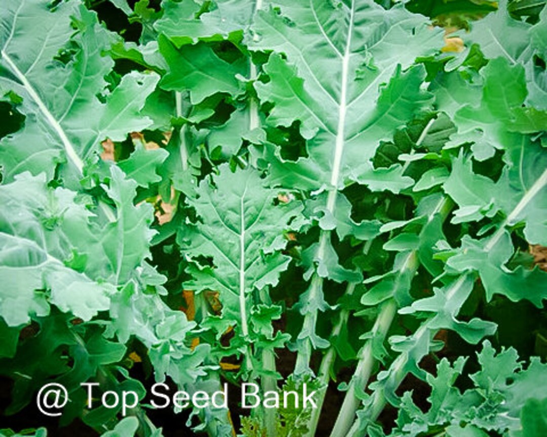 100+ White Russian Kale Seeds, Very Cold Hardy + Free GIFT | Organic ...