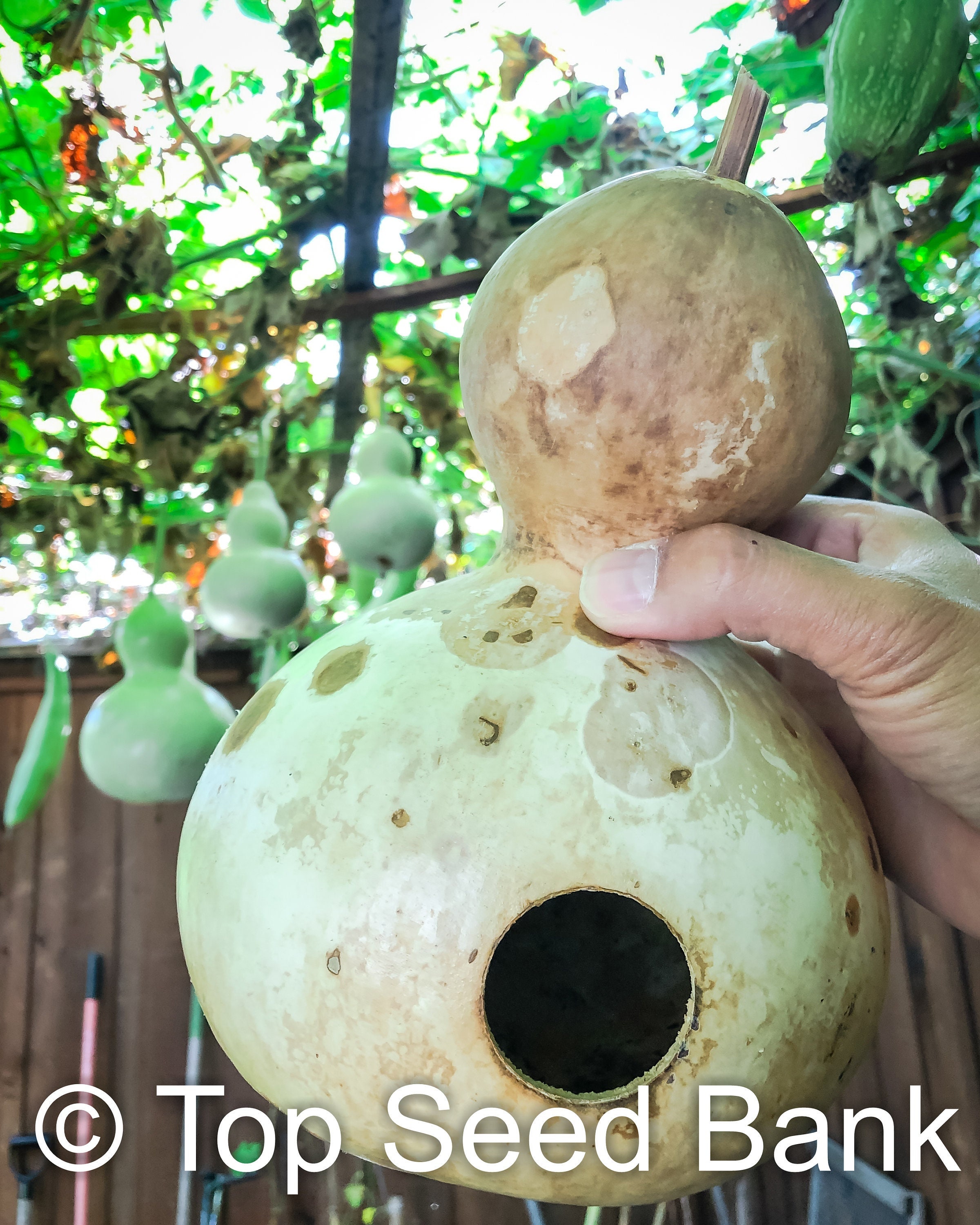 5 Birdhouse Gourd Seeds Bottle Gourd Hard-shelled Squash | Etsy