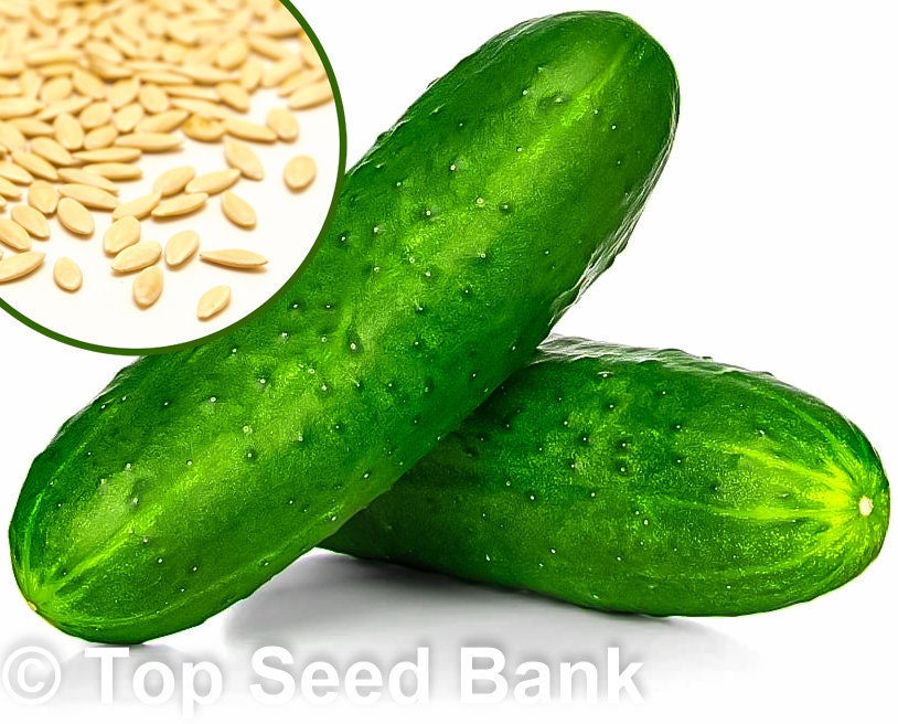 25 Cucumber Spacemaster Bush Type seeds Mosaic-resistant | Etsy