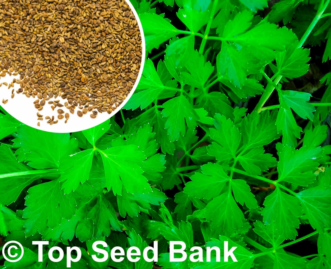 350 Plain Parsley Single Italian seeds Dark Green Flat-leaf | Etsy