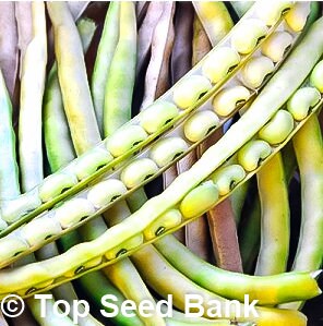 20 Top Pick Cream Pea Bush Cowpea Seeds 60 Days Southern - Etsy