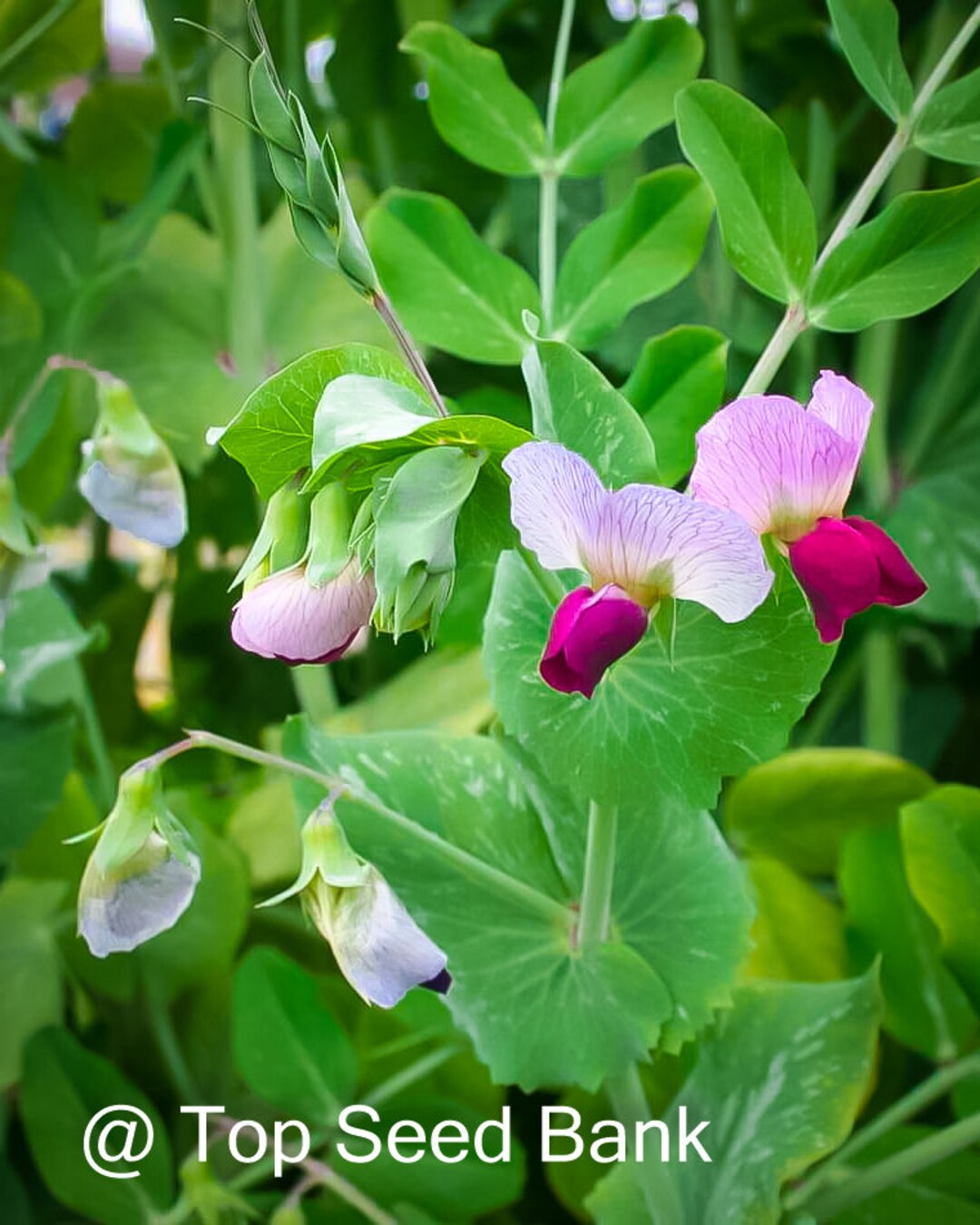 10+ Dwarf Grey Sugar Pea Seeds, 3ft Tall, Heat and Cold Tolerant + Free ...