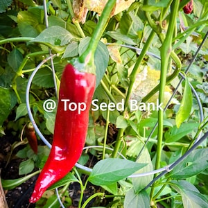 10+ Holy Mole Pepper Seeds, Pasilla Dried Chilaca Type + Free GIFT ...