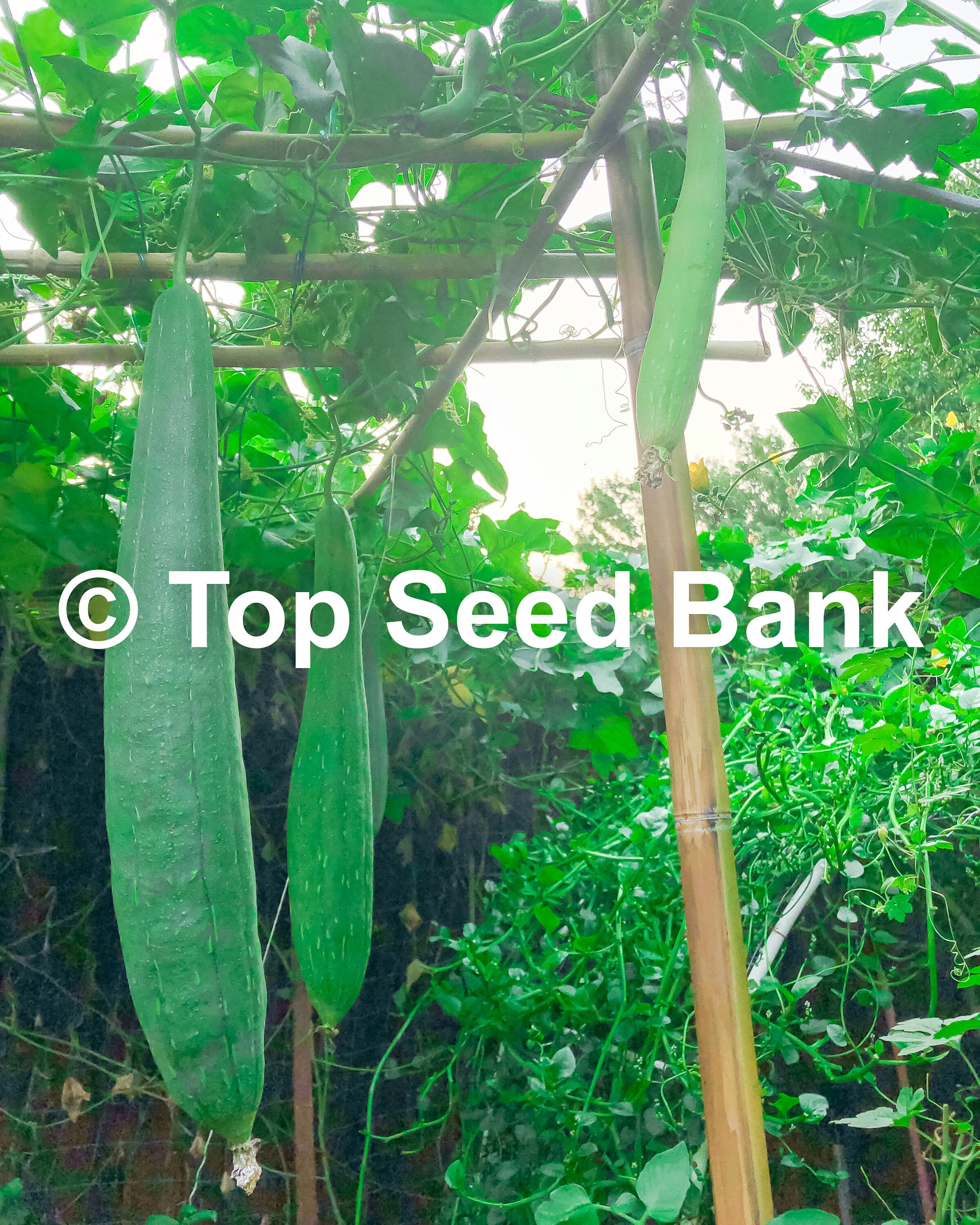 10 White-seed Luffa Gourd Seeds Special Luffa Aegyptiaca - Etsy