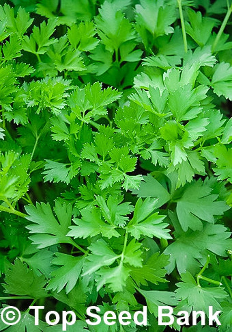 350 Plain Parsley Single Italian Seeds Dark Green Flat-leaf | Etsy