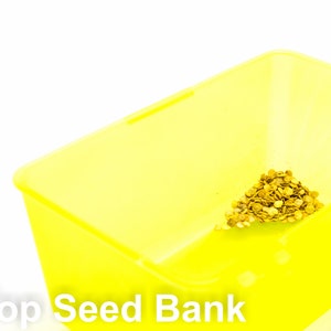 20+ Grand Bell Mix Pepper Seeds, Colorful Rainbow Blend + Free GIFT ...