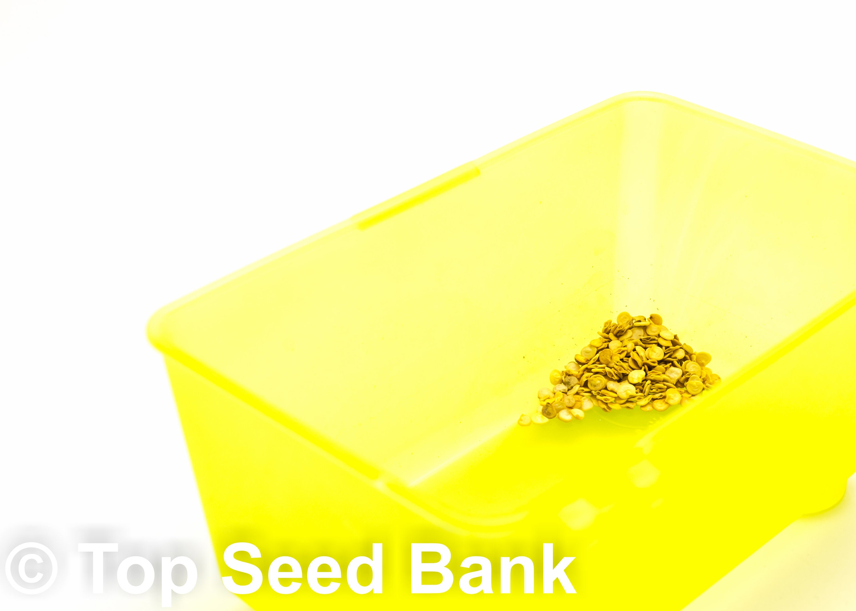 20 Grand Bell Mix Pepper seeds Colorful Rainbow Blend Free | Etsy