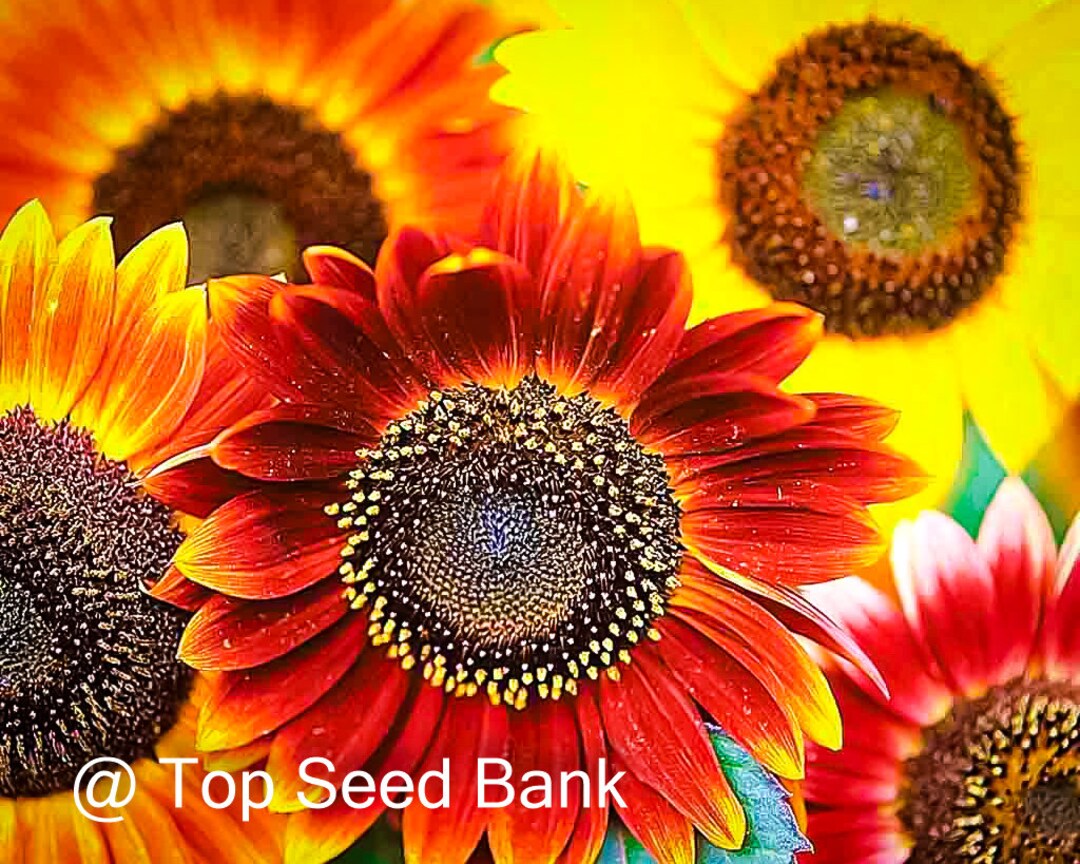 30+ Autumn Beauty Sunflower Blend Seeds, Late Summer and Fall Colors ...