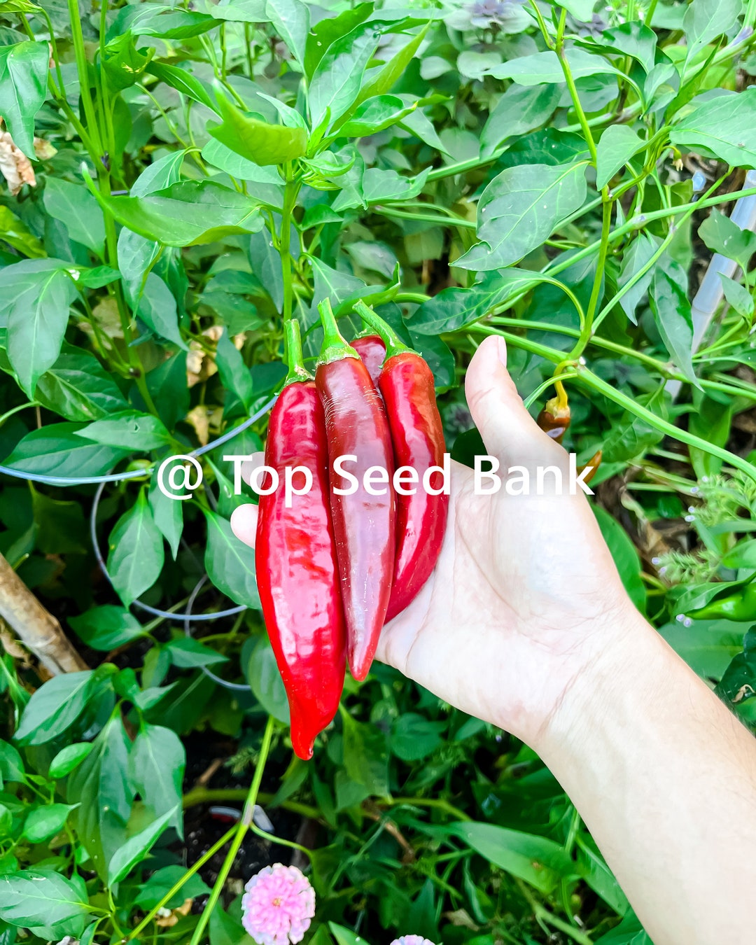 10+ Holy Mole Pepper Seeds, Pasilla Dried Chilaca Type + Free GIFT ...