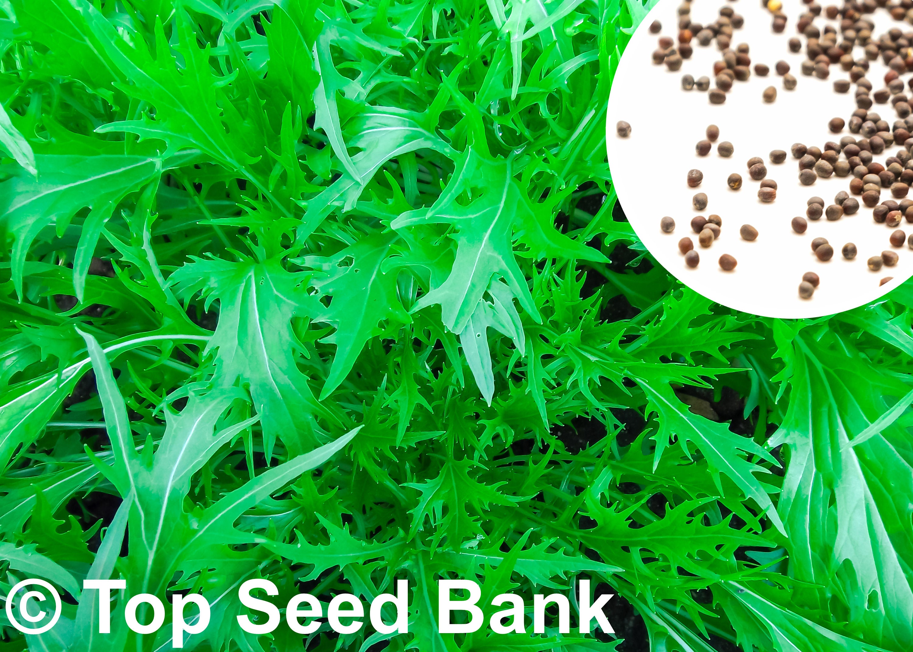 100 Mizuna Japanese Green Seeds Kyona Early Mizuna Mustard - Etsy