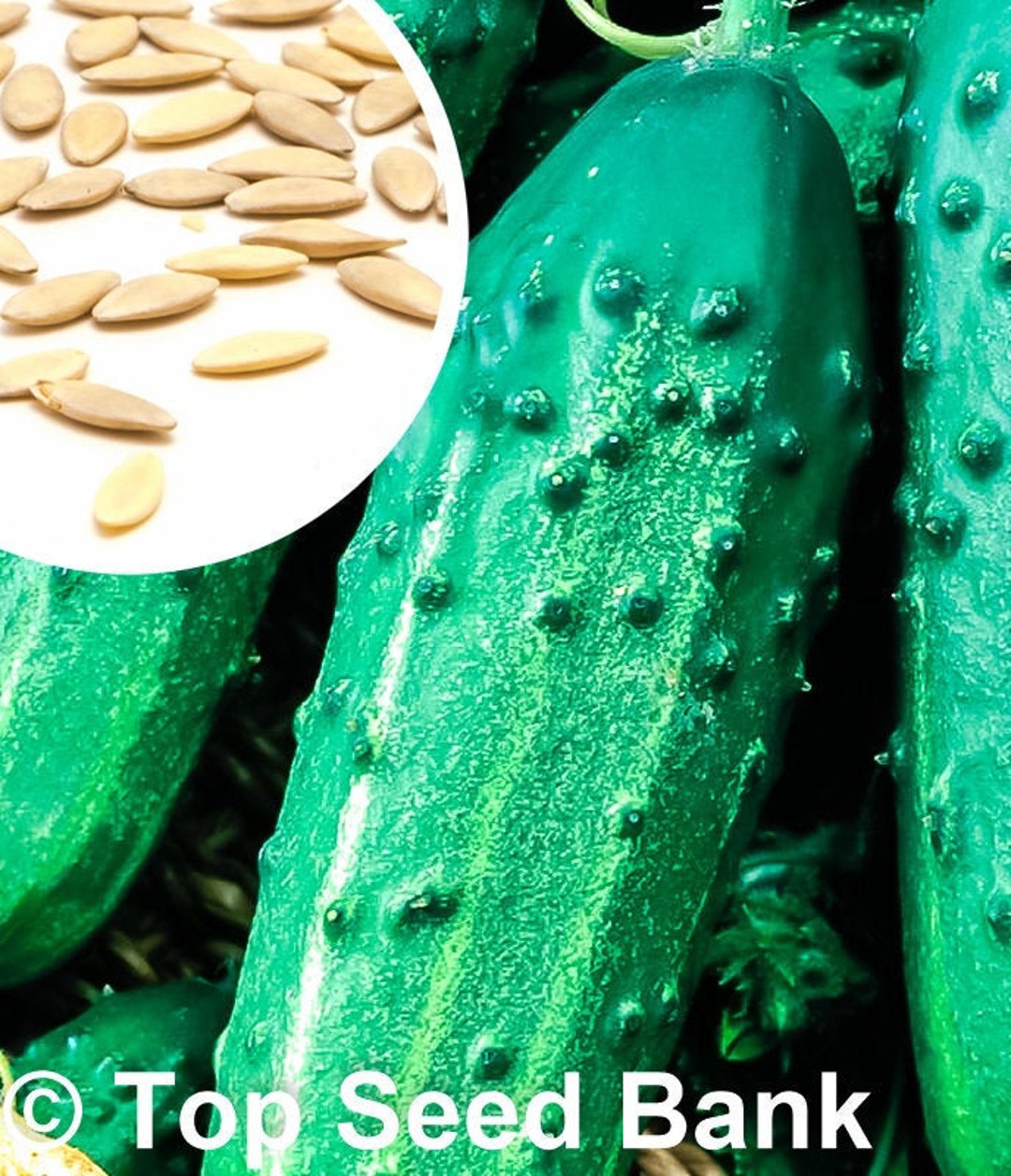 15+ Sumter Pickling Cucumber Seeds + Free GIFT | Non-gmo, 50 Days | Top ...