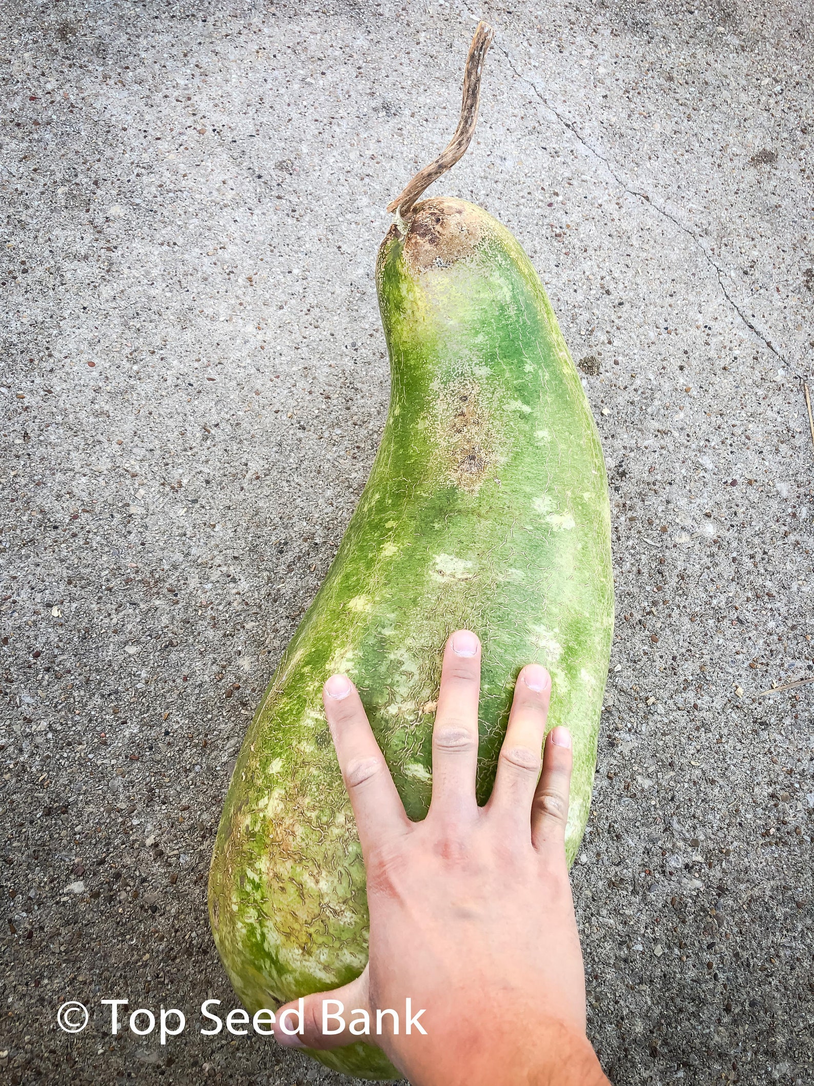10 Edible Opo Squash or Calabash Gourd Long Melon Lagenaria | Etsy