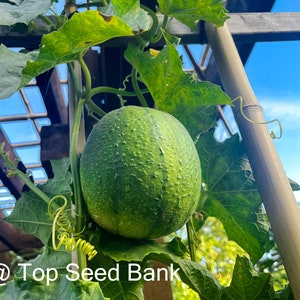 Apple Luffa Seeds, Taiwan Apple Loofah, Mướp Táo Đài Loan + Free GIFT ...