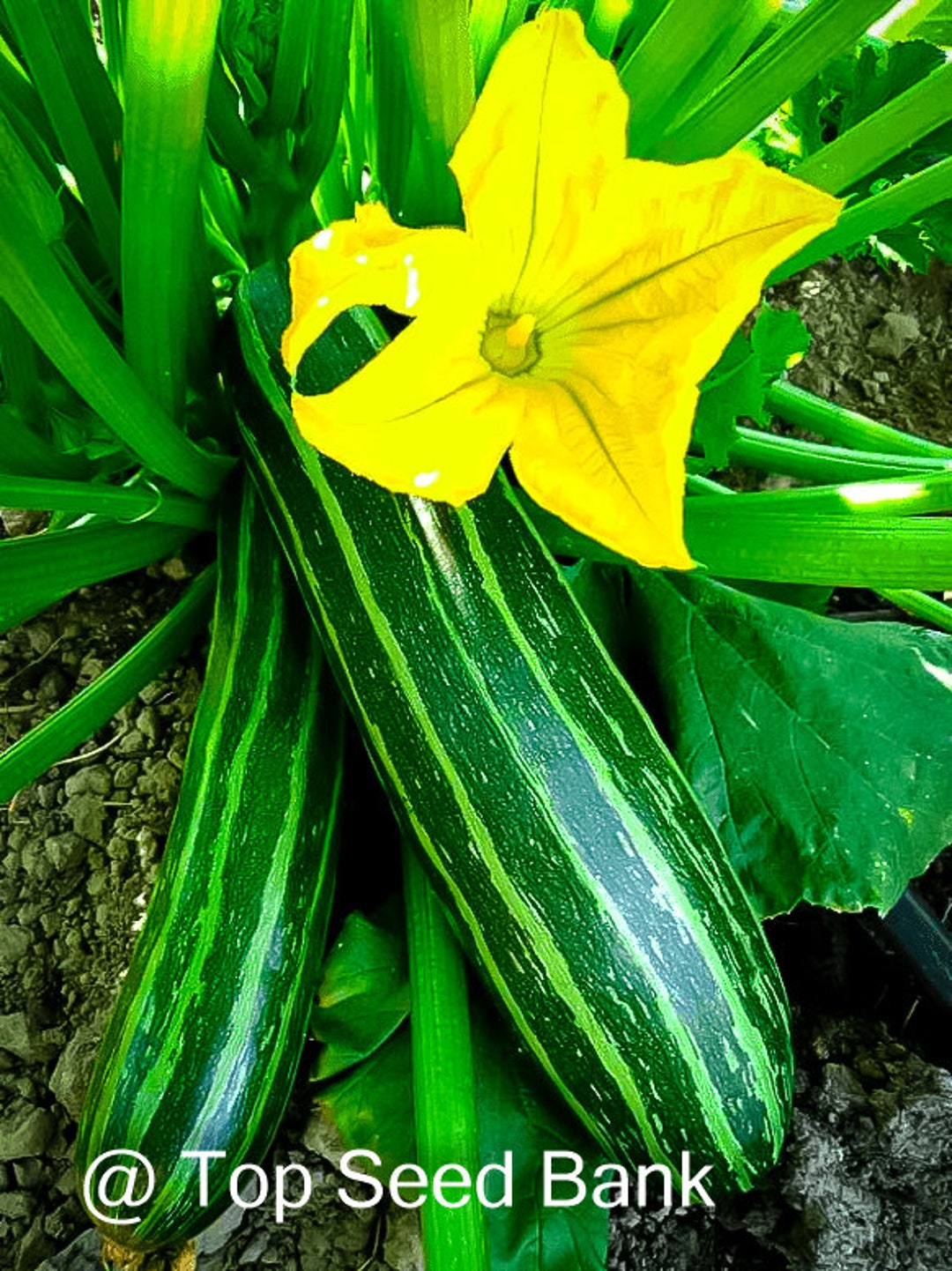 10+ Cocozelle Zucchini Summer Squash, Cocozella Di Napoli, Bush Type ...