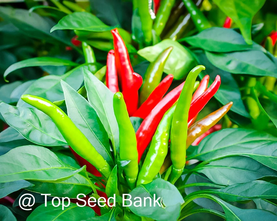 10 Santaka Japanese Hot Pepper, Japones, Hontaka Chile Free GIFT ...