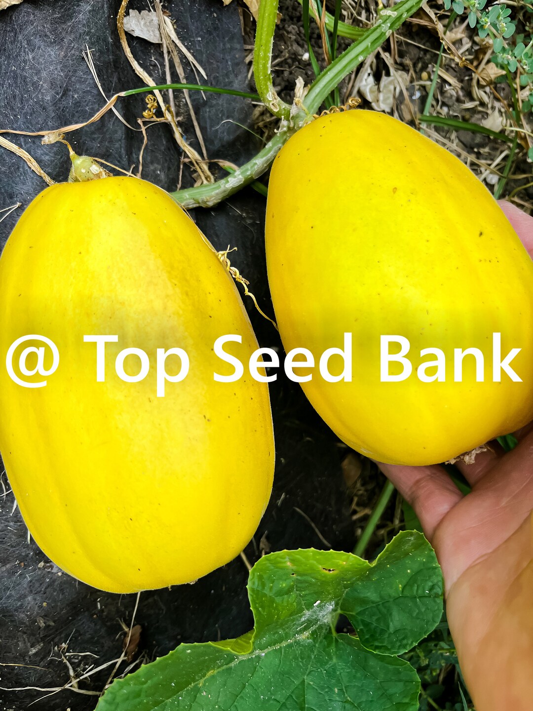 10+ Golden Crispy Melon, Pear Shape + Free GIFT | Organic, Heirloom ...