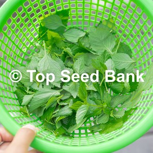 150+ Vietnamese Balm Seeds, Kinh Giới, Elsholtzia Ciliate, Cockscomb ...