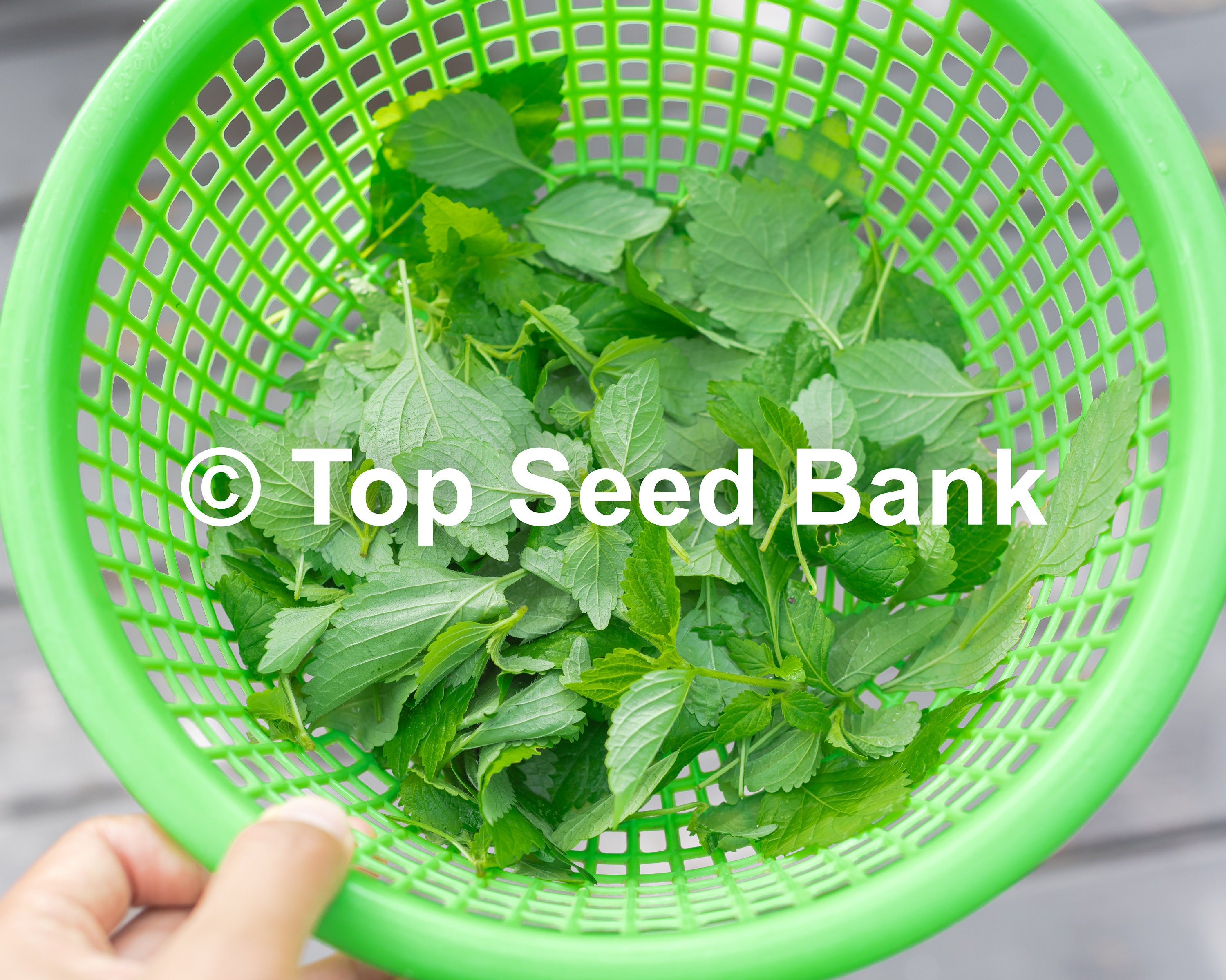 150 Vietnamese Balm Seeds Kinh Giới Elsholtzia Ciliate | Etsy