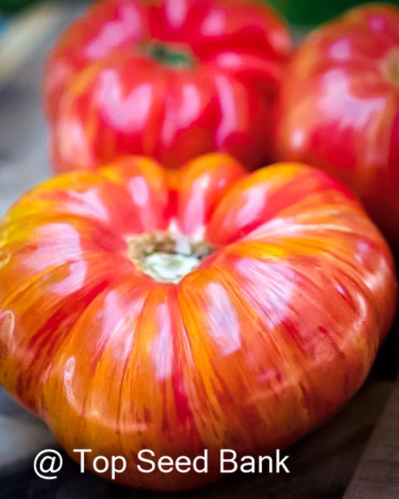 10 Striped German Tomato Seeds Red and Yellow Bi-colored - Etsy
