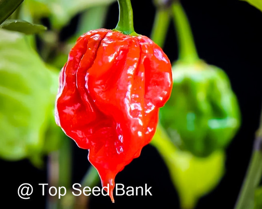 4 Carolina Reaper Hot Pepper, World Hottest Pepper Free GIFT Organic ...
