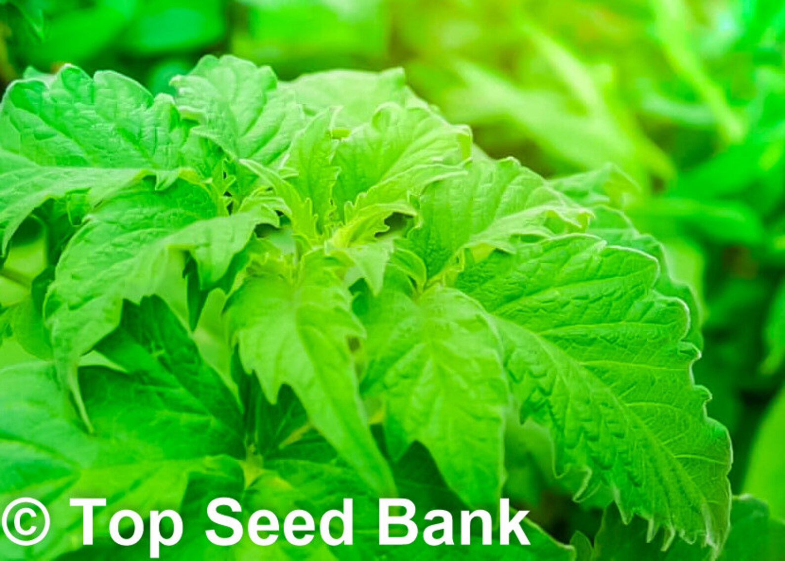 50 Green shiso seeds Tía Tô Nhật Ao Shiso Perilla | Etsy