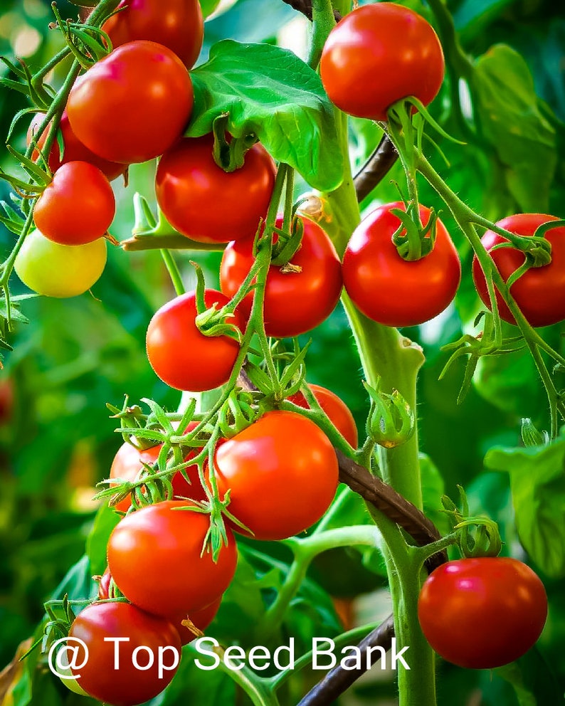 8 Tiny Tim Tomato Seeds Dwarf Patio Cherry Tomatoes Free - Etsy