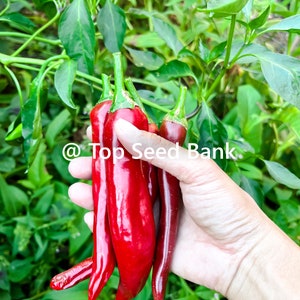 10+ Holy Mole Pepper Seeds, Pasilla Dried Chilaca Type + Free GIFT ...