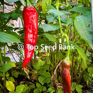 10+ Holy Mole Pepper Seeds, Pasilla Dried Chilaca Type + Free GIFT ...