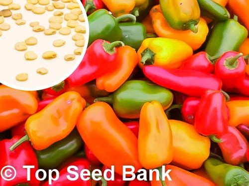 20 Lunchbox Pepper Mix Seeds Snack Peppers Free GIFT | Etsy