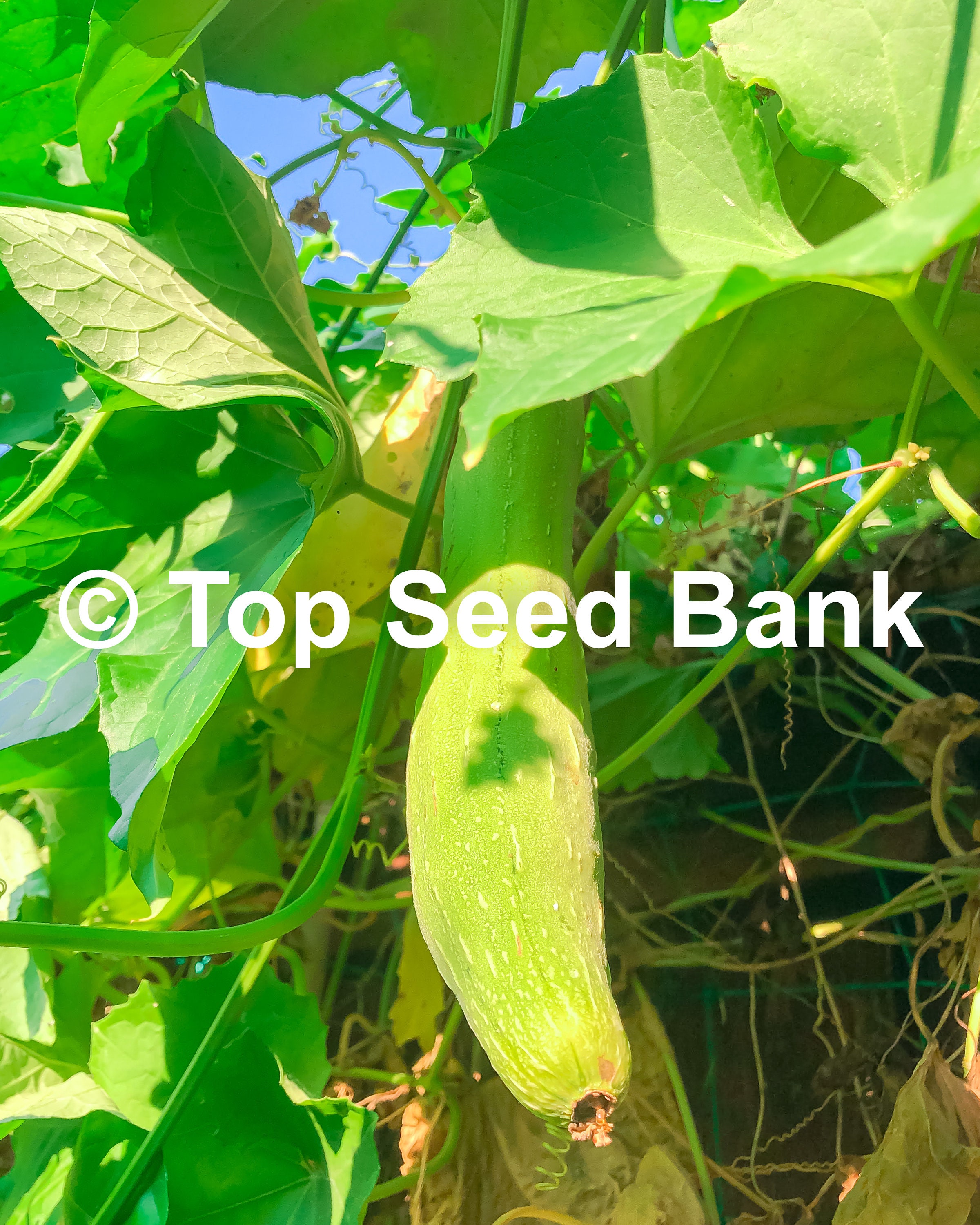 10 White-seed Luffa Gourd Seeds Special Luffa Aegyptiaca - Etsy