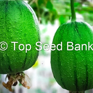 Apple Luffa Seeds, Taiwan Apple Loofah, Mướp Táo Đài Loan + Free GIFT ...