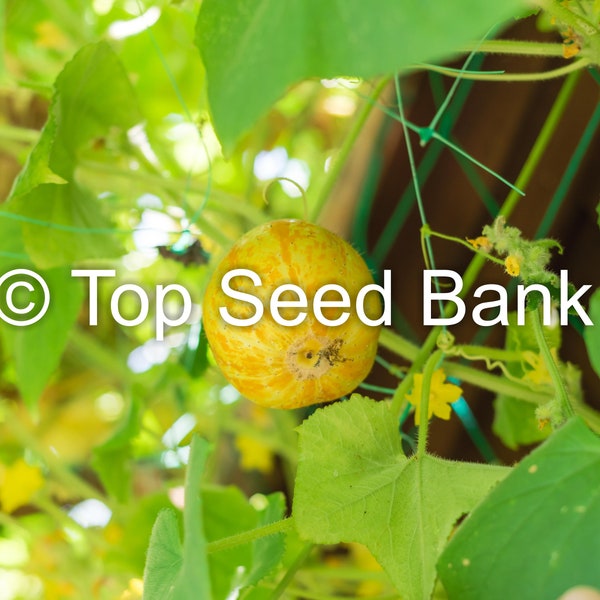 Lemon Cucumber - Etsy