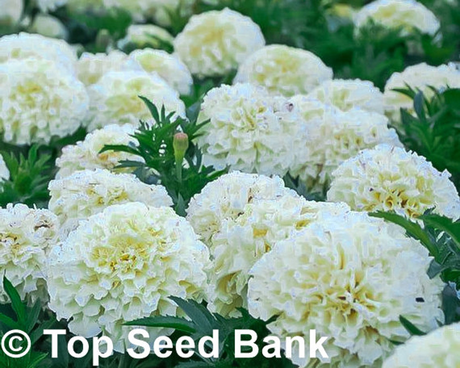 15 Kilimanjaro White Marigold Seeds Free GIFT Non-gmo - Etsy