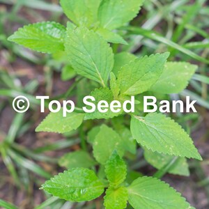 150+ Vietnamese Balm Seeds, Kinh Giới, Elsholtzia Ciliate, Cockscomb ...