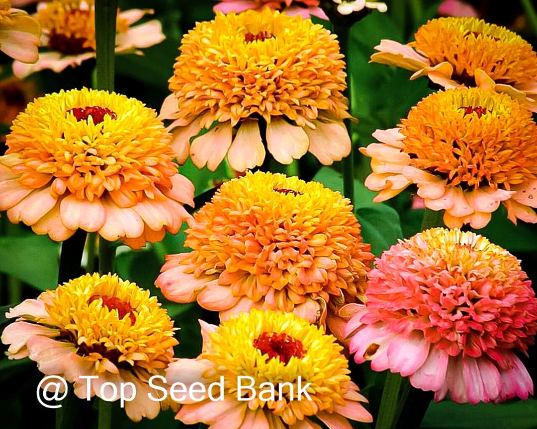 12+ Zinderella Peach Zinnia Seeds, Salmon Pink Creamy Blooms + Free ...