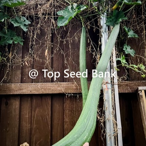 10+ Super Long Edible Luffa Seeds, Smooth Sponge Gourd, Muop Huong Sieu ...
