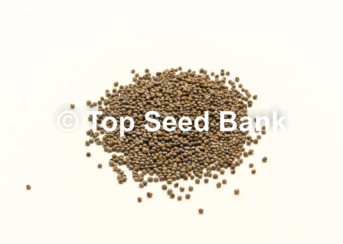 50 Green shiso seeds Tía Tô Nhật Ao Shiso Perilla | Etsy