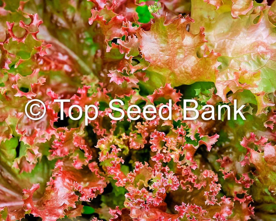 250+ Red Leaf Lettuce Seeds, Lollo Rossa, Xa Lach Lo Lo Tim + Free GIFT ...