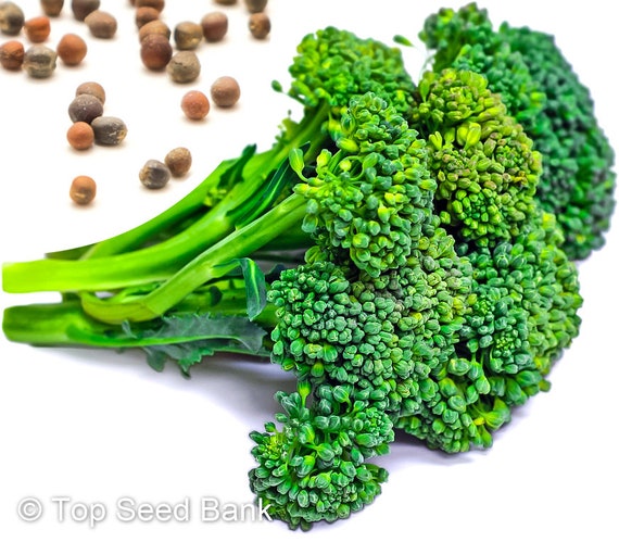 150 Calabrese Broccoli Seeds Italian Green Sprouting - Etsy