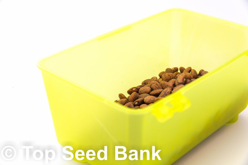 15 Pinto Shell Bean Seeds Speckled Bean Beans Free GIFT | Etsy