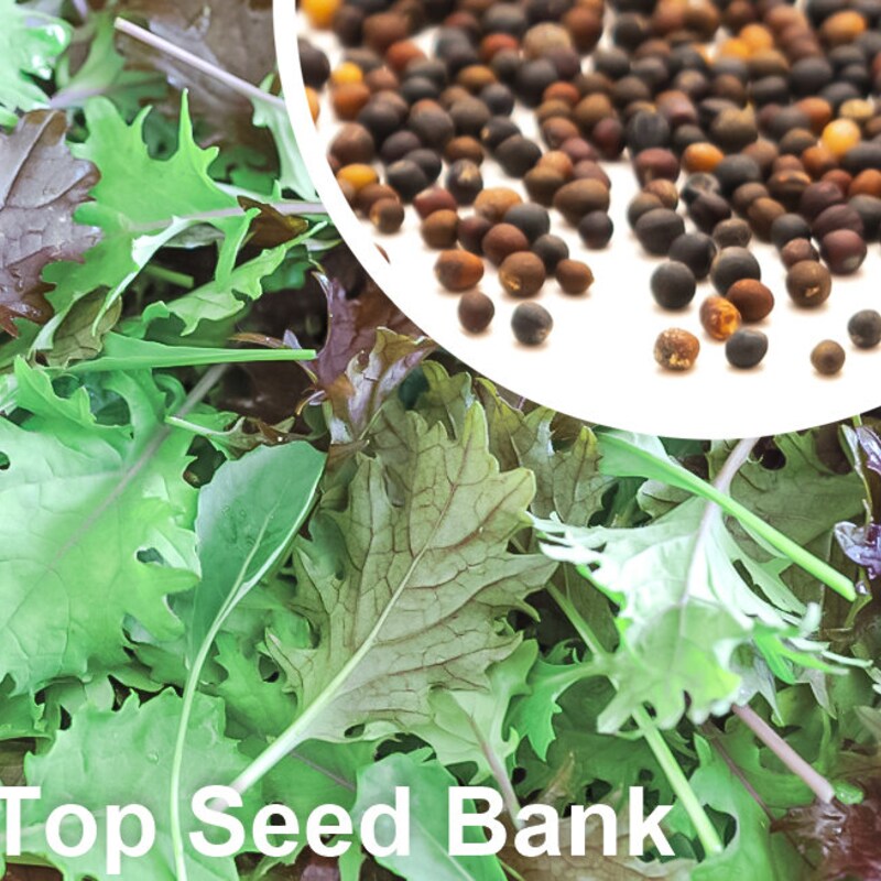 Kale Seeds - Etsy