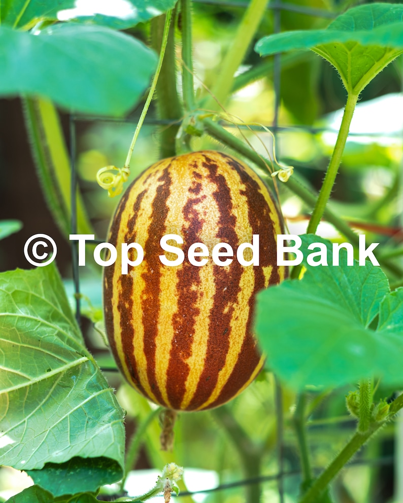 10 Rich Sweetness 132 Melon Seeds Russian Striped Melon | Etsy