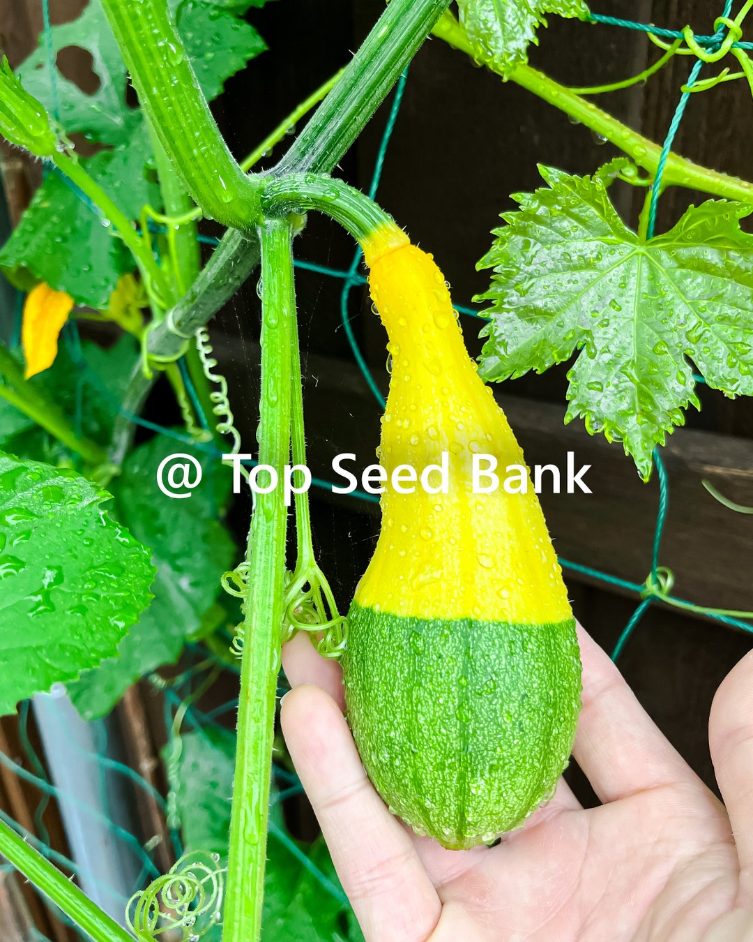 10+ Bi-color Pear Gourd Seeds, Zephyr Summer Squash + Free GIFT ...