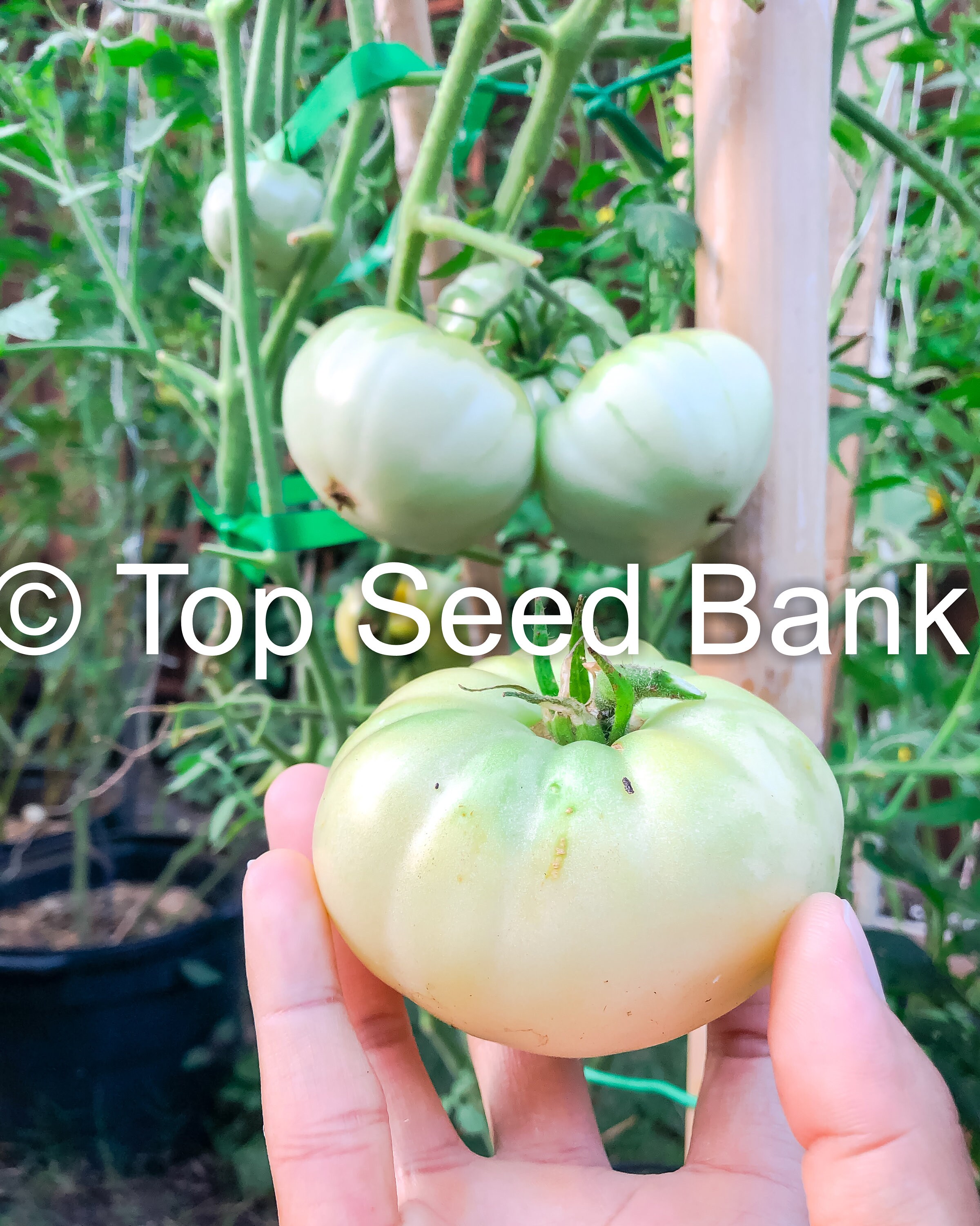 White Tomesol Tomato