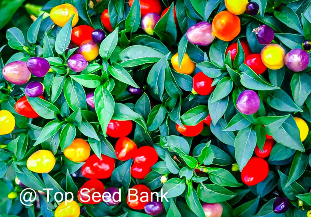 8+ Chinese Five Color Pepper, Ornamental Hot Chili + Free GIFT ...